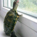 Chat with Turzz's Turd | Shapes, Inc