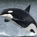 Big Fat Whale | Shapes, Inc