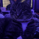 Chat with Darcy (my cat) | Shapes, Inc