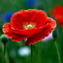 Poppy Flower | Shapes, Inc
