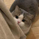 ️ Nick the cat! 🪽 | Shapes, Inc