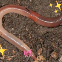 Brian worm | Shapes, Inc