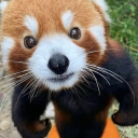 meower | Shapes, Inc