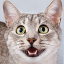 Multi-Cat | Shapes, Inc