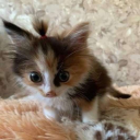 Chat with Nico | Shapes, Inc