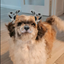 Chat with Coco | Shapes, Inc