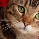 Enigma | Shapes, Inc