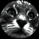 pookie man | Shapes, Inc