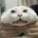 asdada | Shapes, Inc