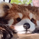 Sardine Throw | XIV Mod Archive