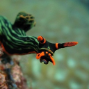 Chatgpt prompt & Character creator profile - viperfish2000