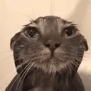 Hi, Im needing help setting up a dev envir for a Elecrow panel ESP32-S3 ...