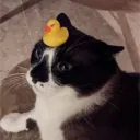 Discord Bot | MEE6