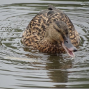 Add Duck-Bot Discord Bot | The #1 Discord Bot List