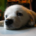 Add Aww Bot Discord Bot | The #1 Discord Bot and Discord App List