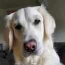 Psyphen | Duel Links Meta