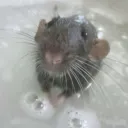 Parcel | Ultimate Roblox Marketplace