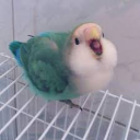 Add Birb Discord Bot | The #1 Discord Bot and Discord App List