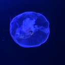 Chatgpt prompt & Character creator profile - Falilo