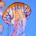 Jellyfish | Master Duel Meta