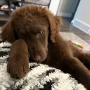 Last Man Standing Hockey League