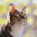 Add kit cat your cat Discord Bot | The #1 Discord Bot and Discord App List