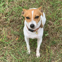 Add Bella Bot Discord Bot | The #1 Discord Bot and Discord App List