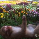 Throwback FAQ - Credits