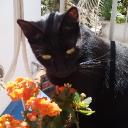 Cornography - CornHub