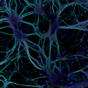 FlaviBot Store | Premium Silver