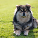 submission dog | Shapes, Inc