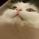 Conquest SMP | DISBOARD: Discord Server List