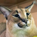 Add Floppa Discord Bot | The #1 Discord Bot and Discord App List