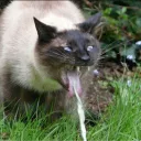 TT2 | Duel Links Meta