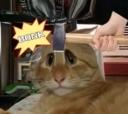 Plethora of Discord Cat Memes - Discord Servers