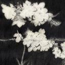 Emo Paradise♱ . | DISBOARD: Discord Server List