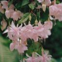 Discord servers tagged with flowers | DISBOARD