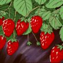 Discord servers tagged with strawberry | DISBOARD