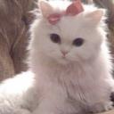 Discord servers tagged with Princess | DISBOARD