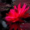 FUCKING SMP!!! | DISBOARD: Discord Server List