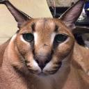 Serwery Discord oznaczone tagiem anime | DISBOARD