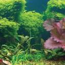 The Fish Tank~🐟 | DISBOARD: Discord Server List