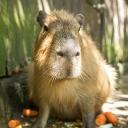 Discord servers tagged with capybara | DISBOARD