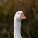 Goose Server | DISBOARD: Discord Server List