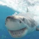 Discord servers tagged with shark | DISBOARD