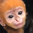 Monkeys | DISBOARD: Discord Server List