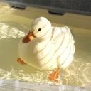 The Duck Cult | DISBOARD: Discord Server List