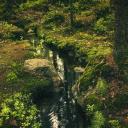 𝔈𝔫𝔠𝔥𝔞𝔫𝔱𝔢𝔡 𝔉𝔬𝔯𝔢𝔰𝔱 | DISBOARD: Discord Server List