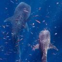 Discord servers tagged with sharks | DISBOARD