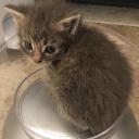 Pfp swapping | DISBOARD: Discord Server List